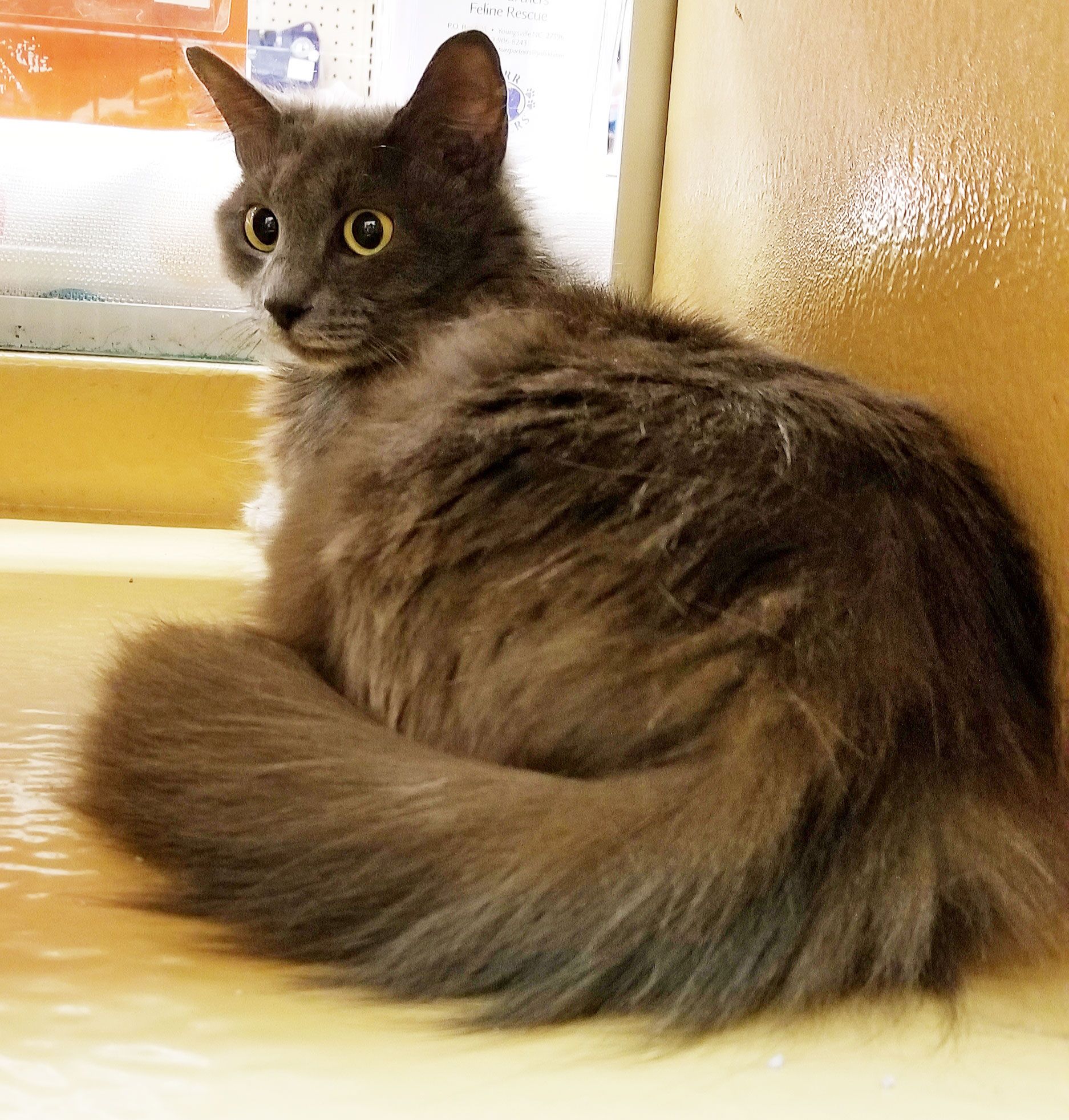 Queenie2 | Purr Partners Feline Rescue