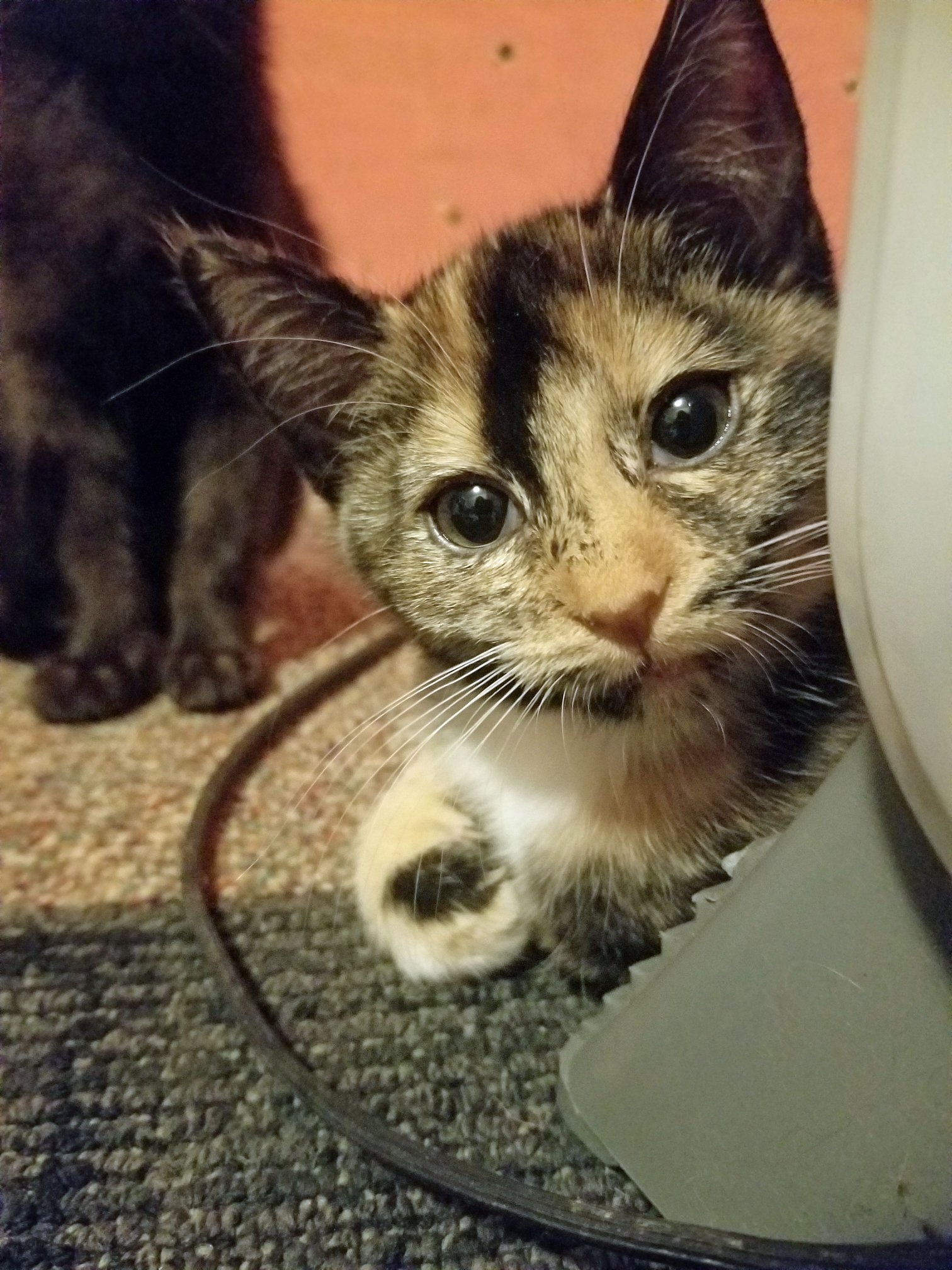 Esprit | Purr Partners Feline Rescue