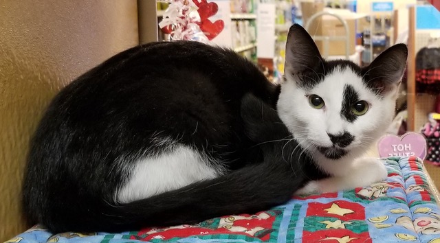 Cats for Adoption | Purr Partners