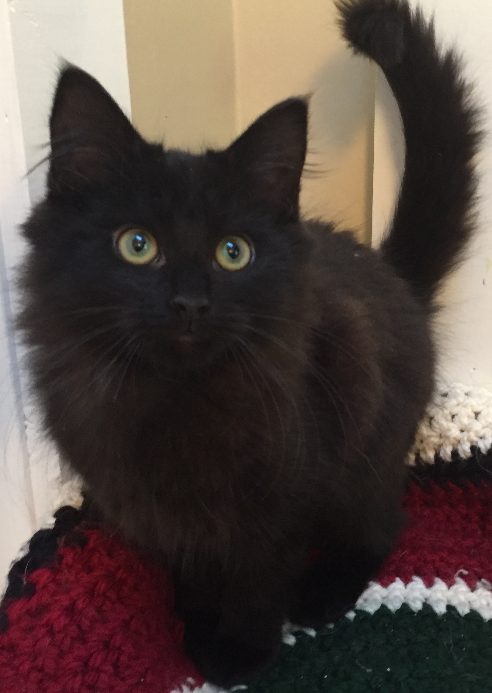 Cats for Adoption | Purr Partners