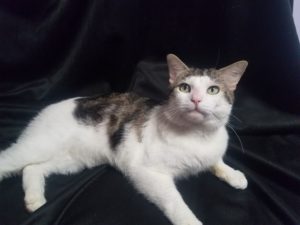 Cats for Adoption | Purr Partners