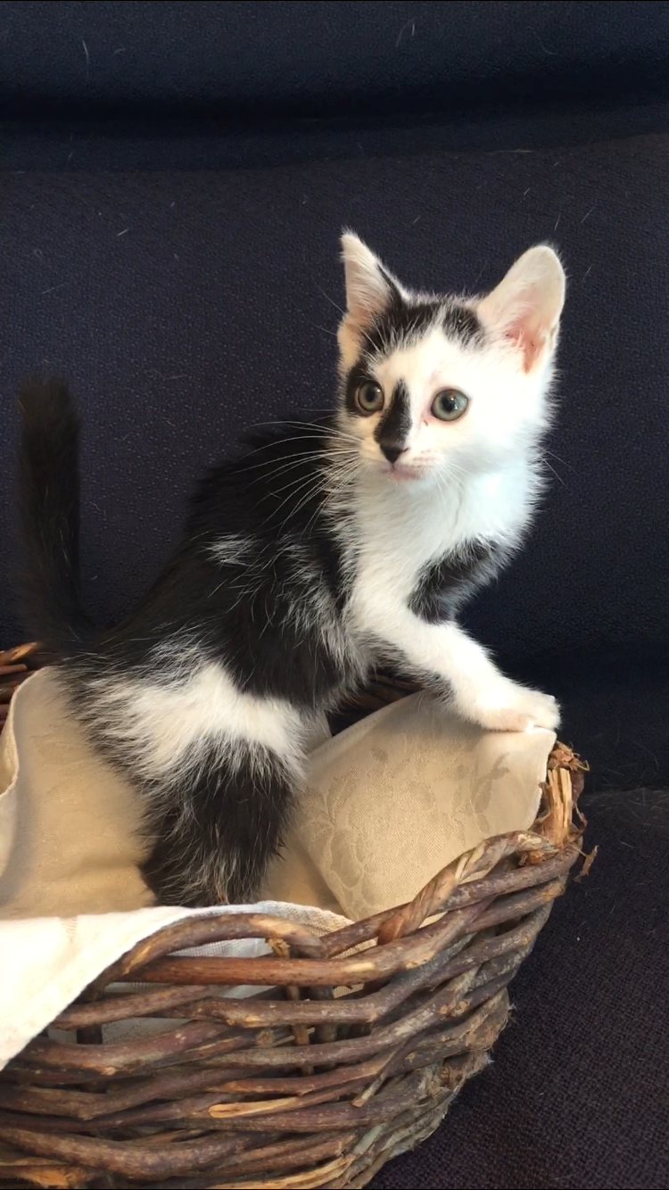 Donegal19 | Purr Partners Feline Rescue