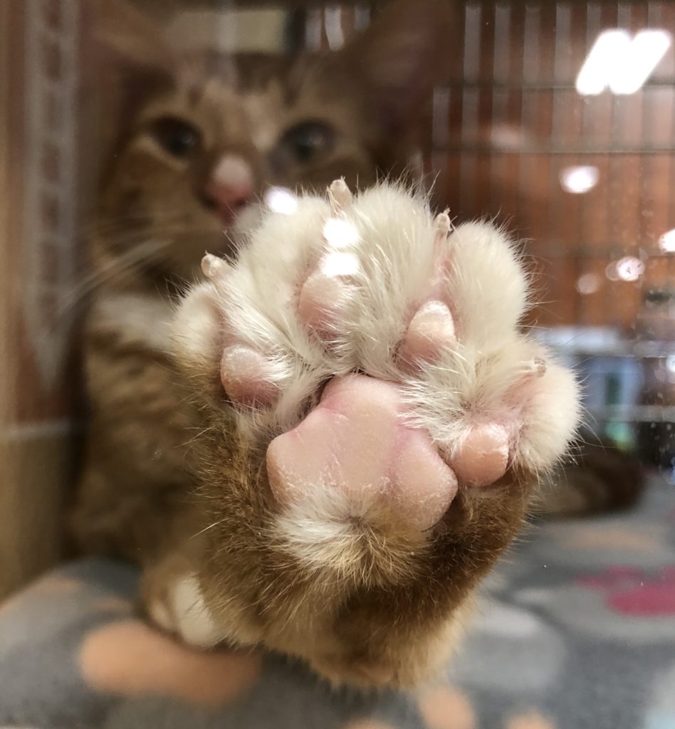 Purr Partners - Cat & Kitten Adoption