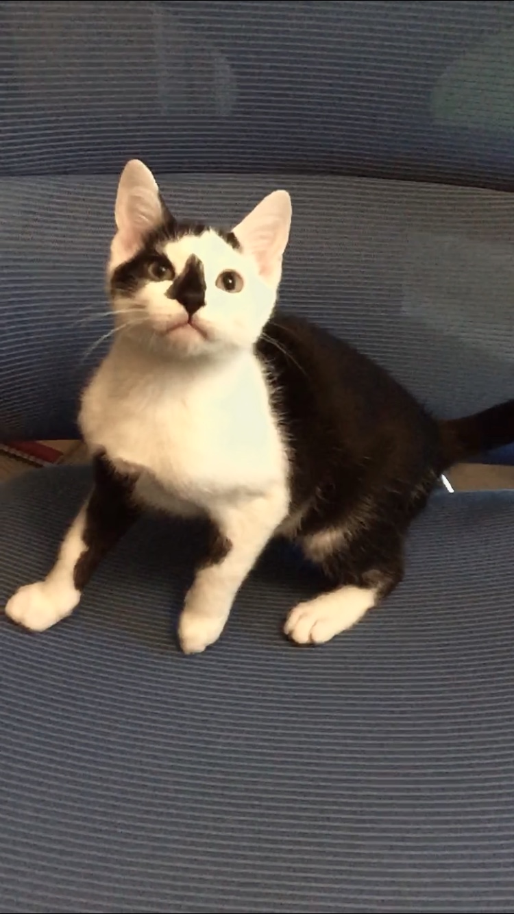 Donegal19_1 | Purr Partners Feline Rescue