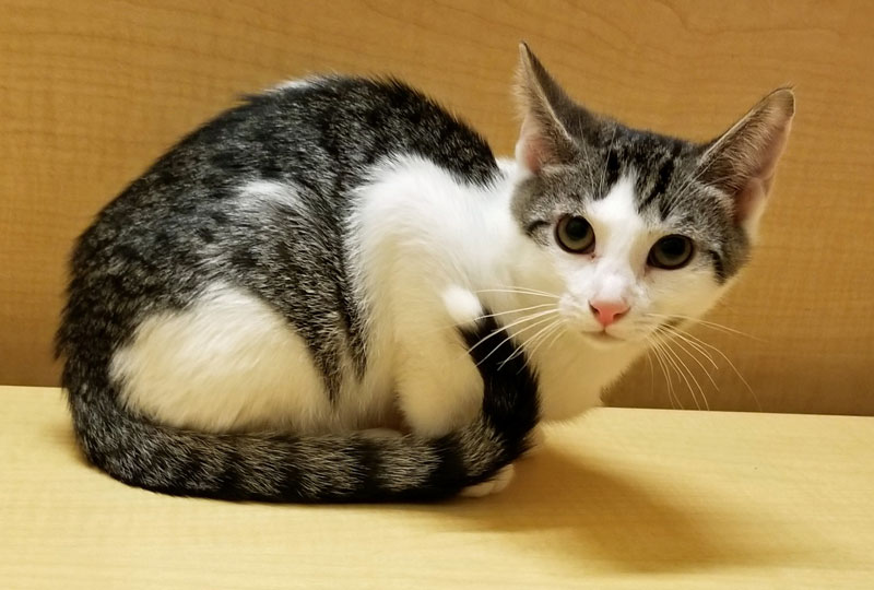 Scout | Purr Partners Feline Rescue