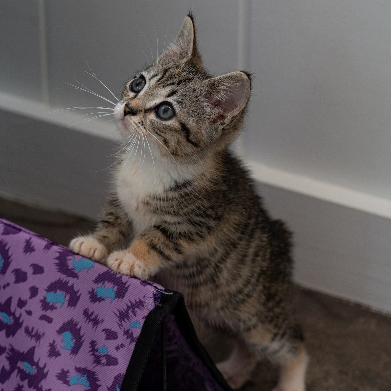 Smooches | Purr Partners Feline Rescue